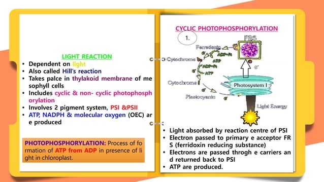 Photosynthesis -light reaction | PPT