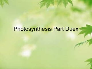Photosynthesis Part Duex | PPT