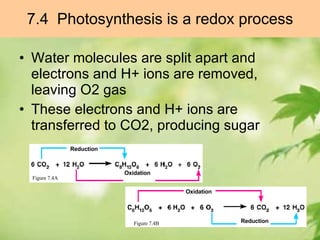 Photosynthesis Part Duex | PPT