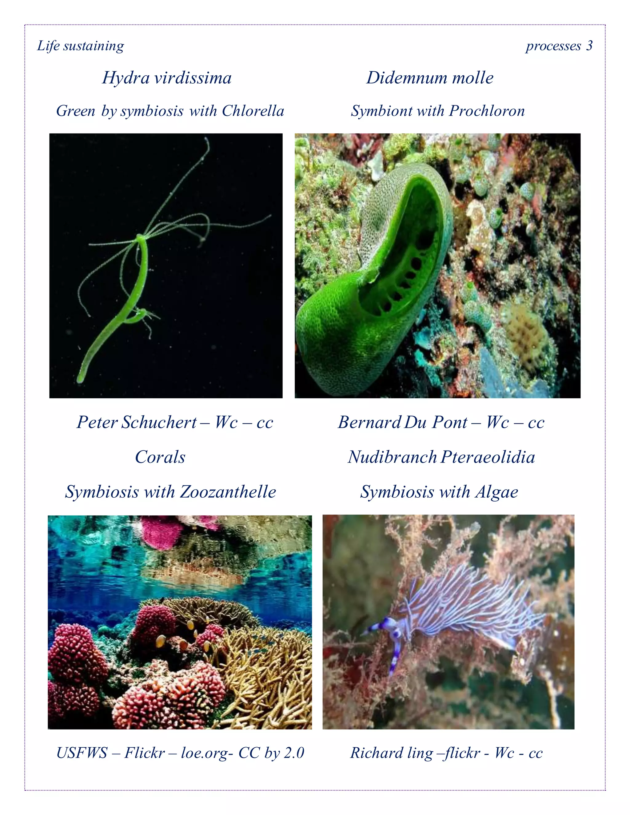 Life sustaining processes - Chapter V.1 Photosynthesis in Animals ...