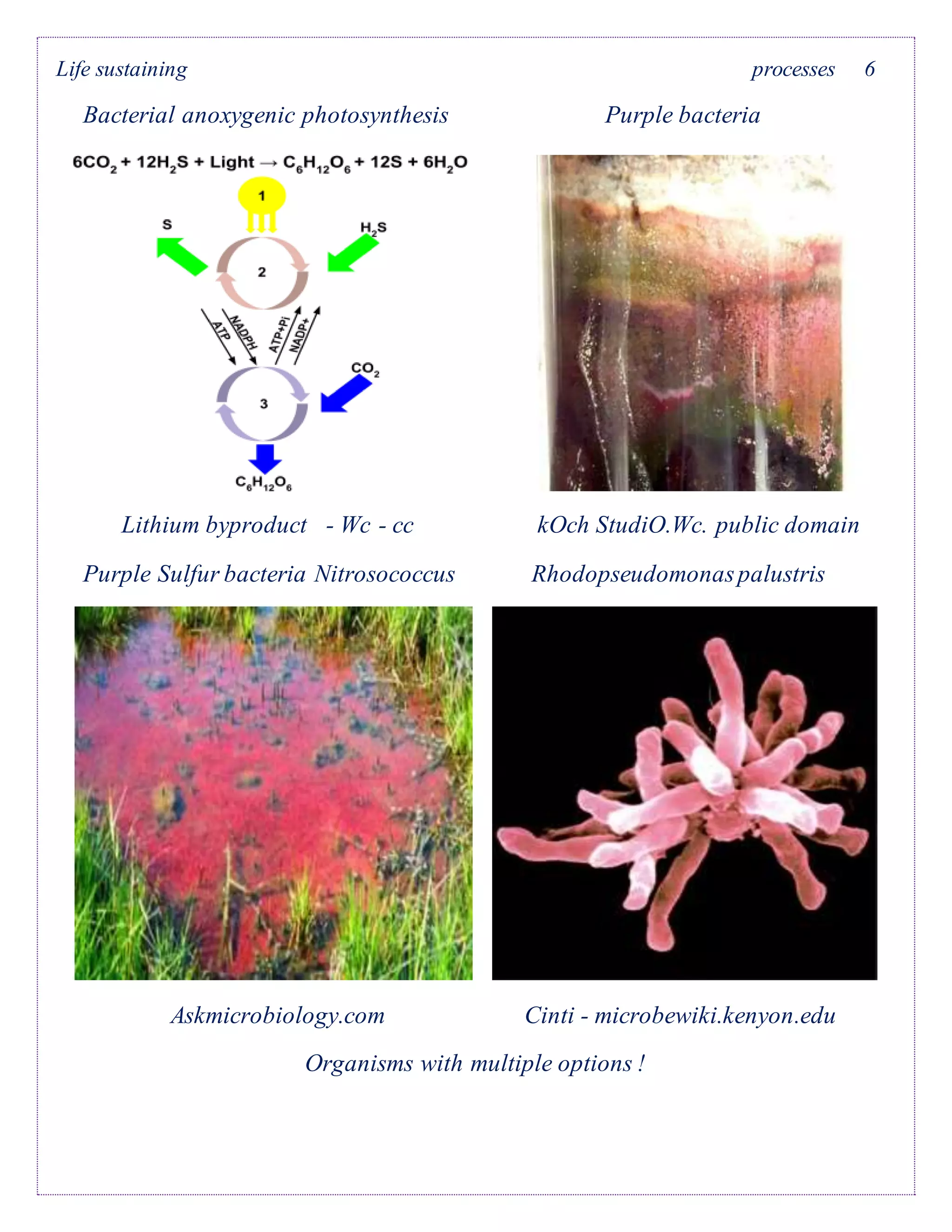 Life sustaining processes - Chapter V.1 Photosynthesis in Animals ...