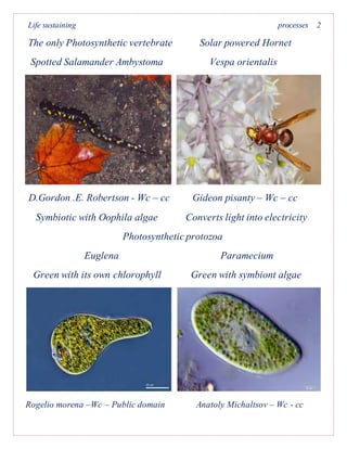 Life sustaining processes - Chapter V.1 Photosynthesis in Animals ...