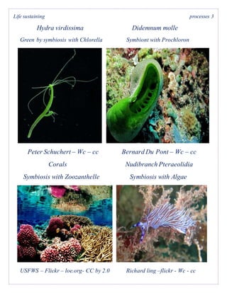 Life sustaining processes - Chapter V.1 Photosynthesis in Animals ...