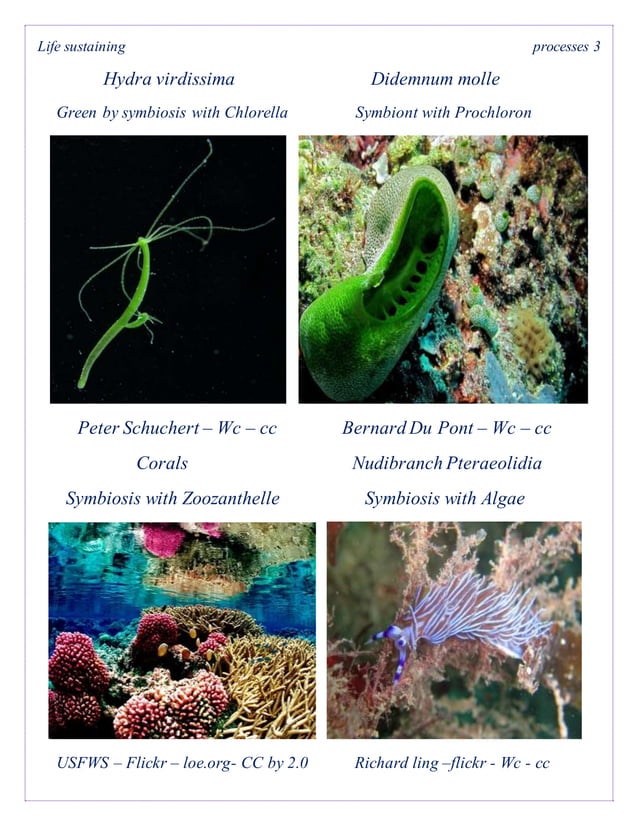 Life sustaining processes - Chapter V.1 Photosynthesis in Animals ...
