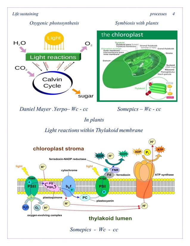 Life sustaining processes - Chapter V.1 Photosynthesis in Animals ...