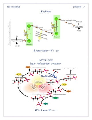 Life sustaining processes - Chapter V.1 Photosynthesis in Animals ...