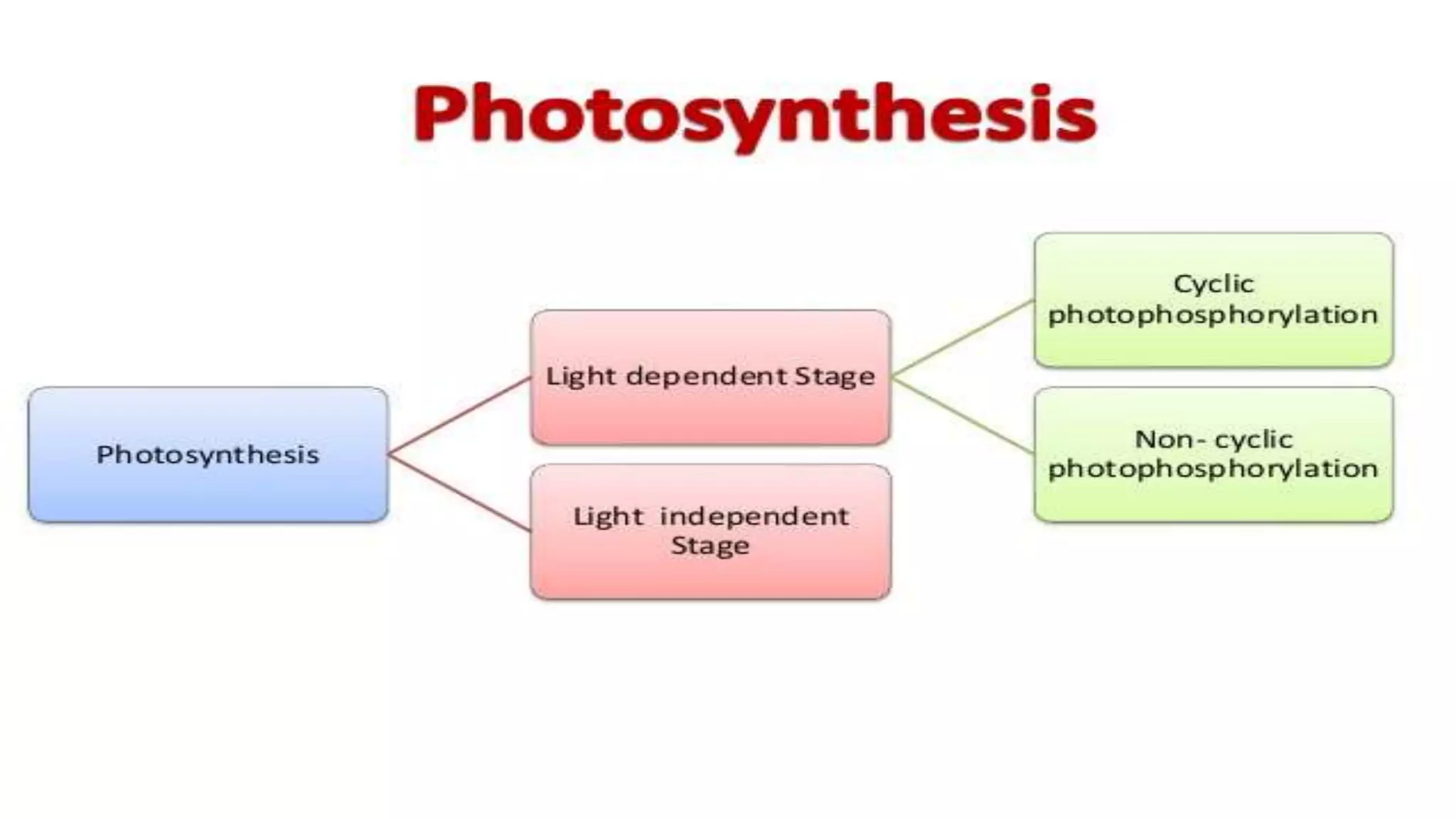 Photosynthesis | PPT