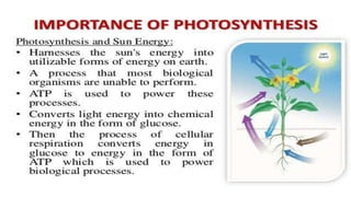 Photosynthesis | PPTX