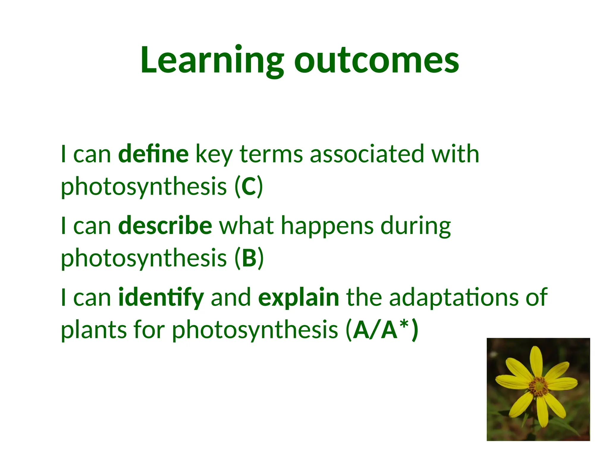 Photosynthesis-How plants make their own foodt.ppt