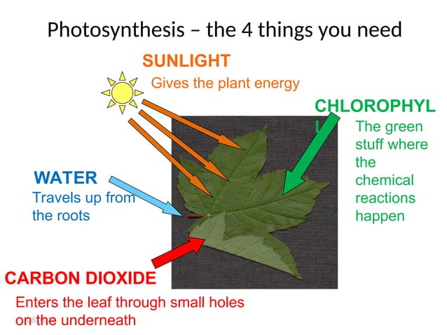Photosynthesis-How plants make their own foodt.ppt