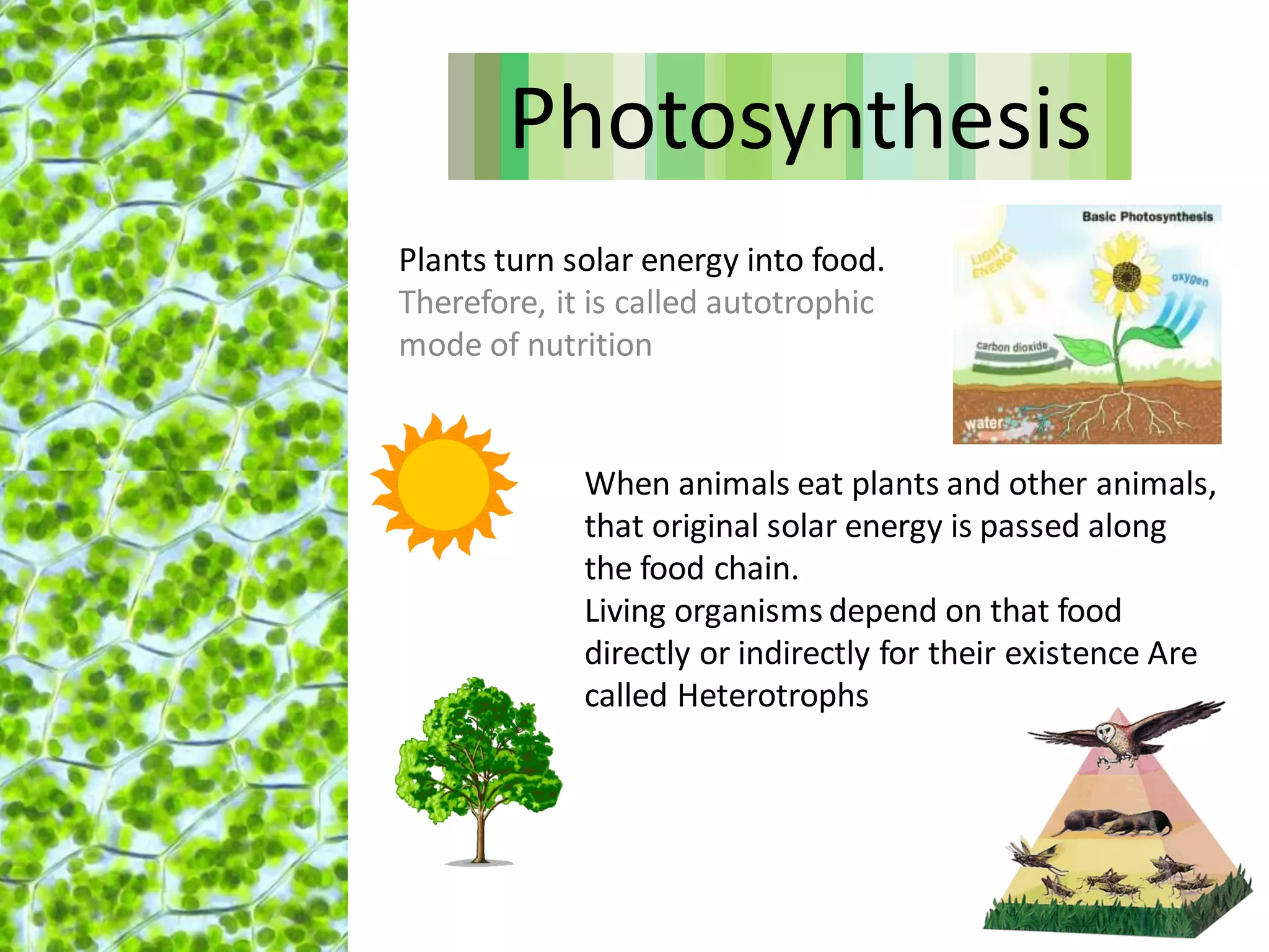 Photosynthesis-Presentation-NXPowerLite.pdf