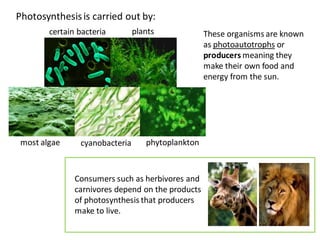 Photosynthesis-Presentation-NXPowerLite.pdf