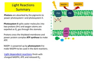Photosynthesis-Presentation-NXPowerLite.pptx