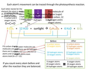 Photosynthesis-Presentation-NXPowerLite.pptx