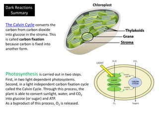 Photosynthesis-Presentation-NXPowerLite (1).pptx
