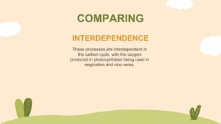 photosynthesis-process-for-education.pptx