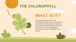 photosynthesis-process-for-education.pptx