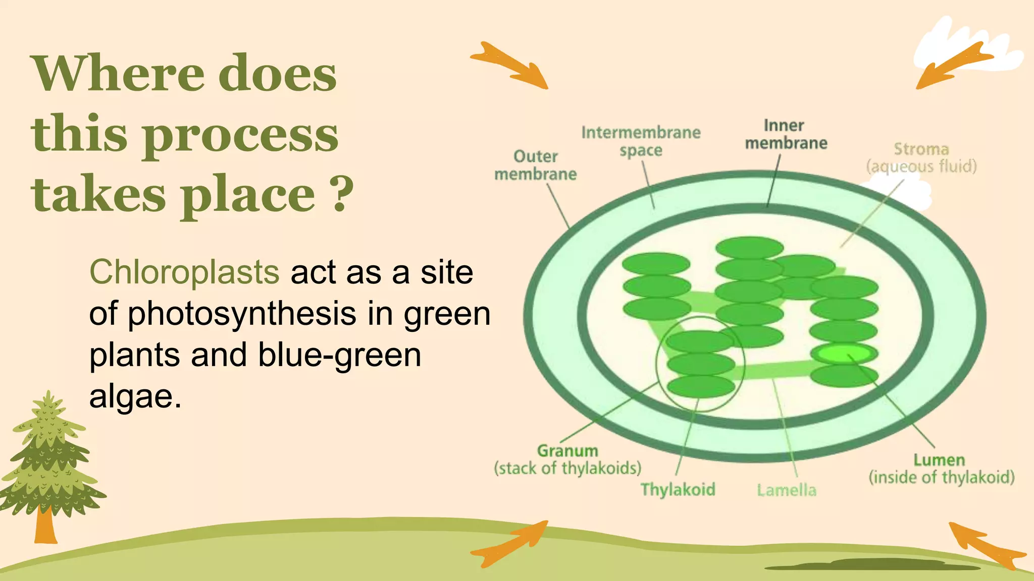 photosynthesis-process-for-education (1).pptx | Chemistry | Science