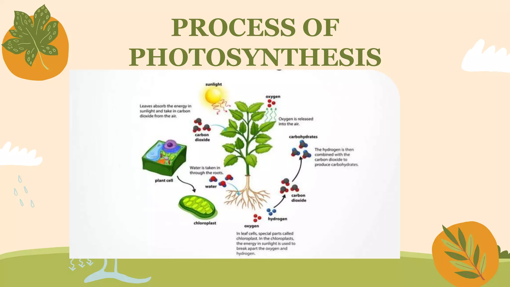 photosynthesis-process-for-education (1).pptx | Chemistry | Science