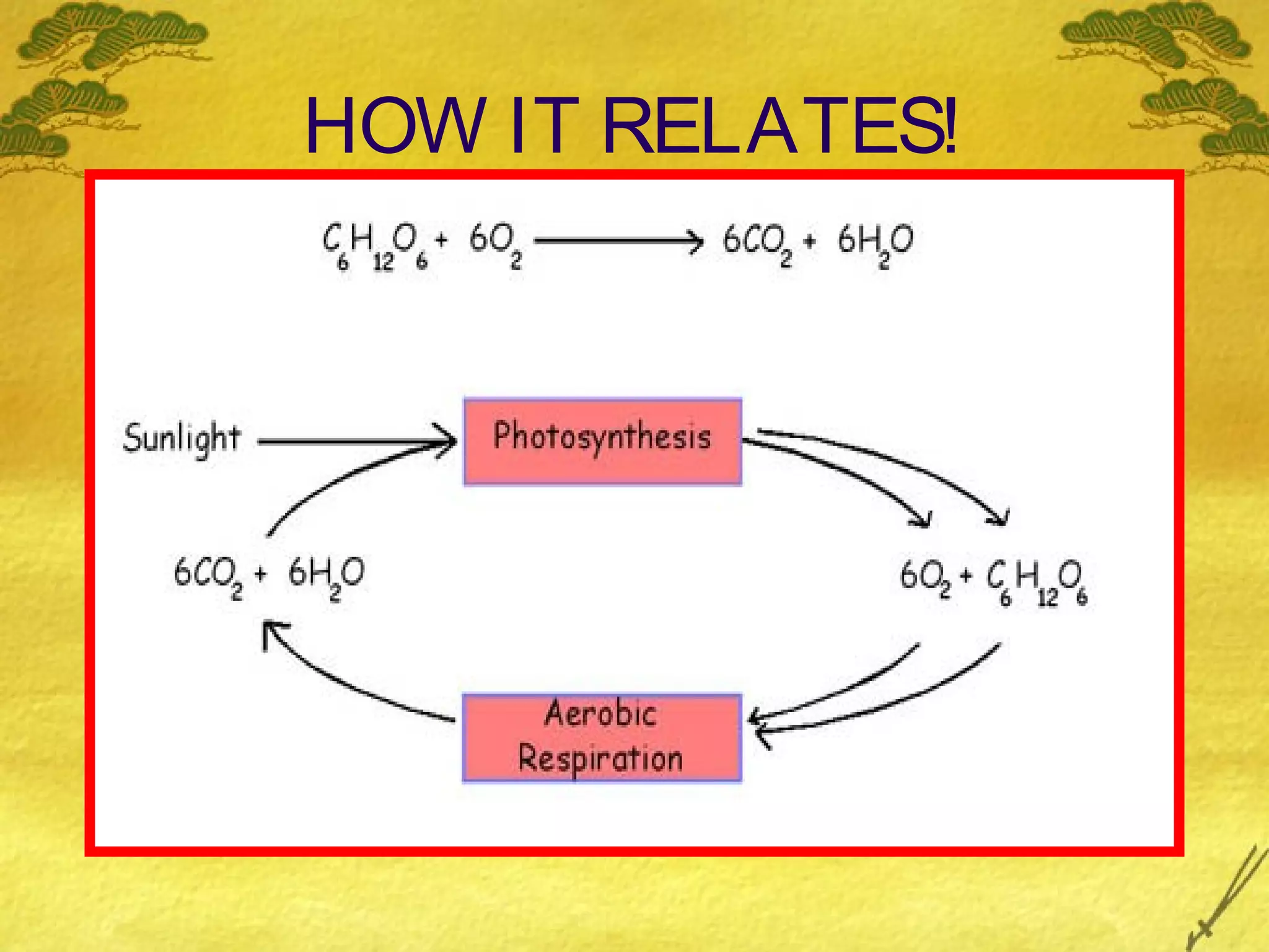 Photosynthesis repiration power point | PPT