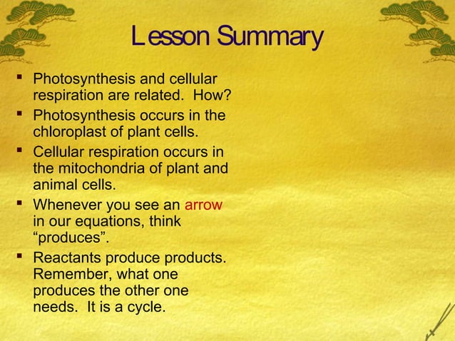 Photosynthesis repiration power point | PPT | Biological Sciences | Science