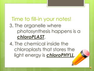 Photosynthesis sound | PPT