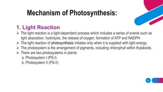 Photosynthesis | PPTX