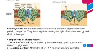 Photosynthesis | PPTX