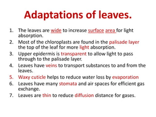Photosynthesis igcse. | PPTX