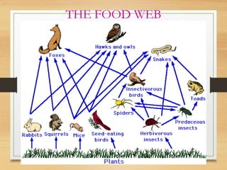 Photosynthesis 02_11-02_14.pptx