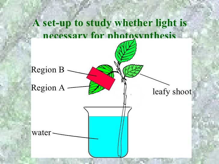 Photosynthesis