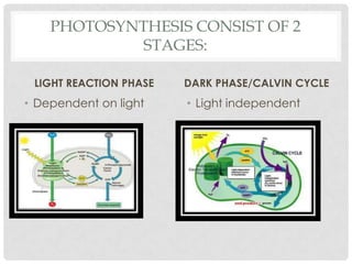 Photosynthesis[1] | PPT