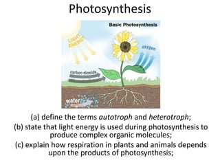 Photosynthesis 1 | PPTX | Chemistry | Science