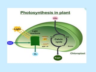 photosynthesis 1 (1).ppt