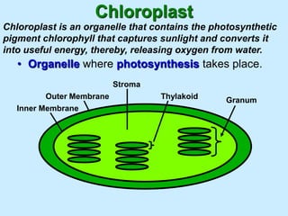 photosynthesis 1 (1).ppt