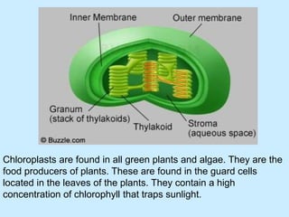 photosynthesis 1 (1).ppt