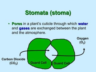 photosynthesis 1 (1).ppt