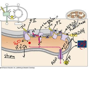 Photosynthesis Class Smartboard | PDF