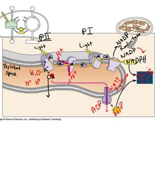 Photosynthesis Class Smartboard | PDF