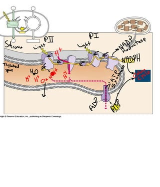 Photosynthesis Class Smartboard | PDF