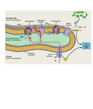 Photosynthesis Class Smartboard | PPTX