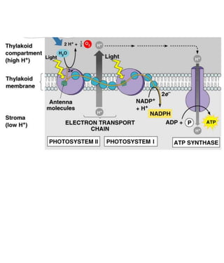 Photosynthesis Class Smartboard | PDF