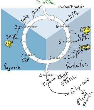 Photosynthesis Class Smartboard | PDF