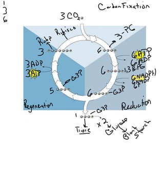 Photosynthesis Class Smartboard | PDF