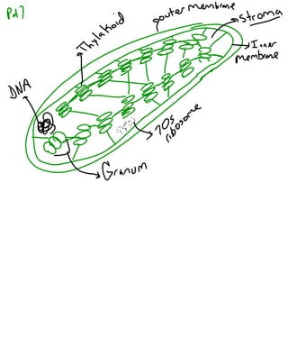 Photosynthesis Class Smartboard | PDF