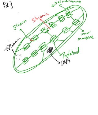 Photosynthesis Class Smartboard | PDF