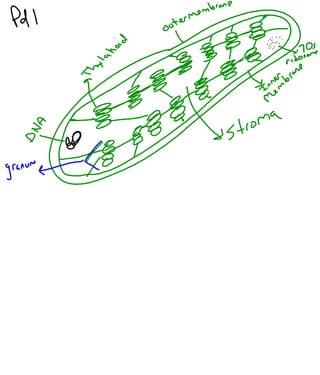 Photosynthesis Class Smartboard | PDF
