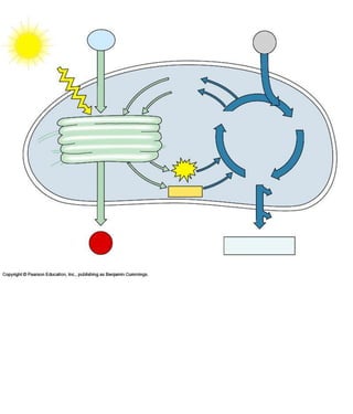 Photosynthesis Class Smartboard | PPTX
