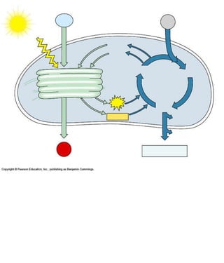 Photosynthesis Class Smartboard | PDF