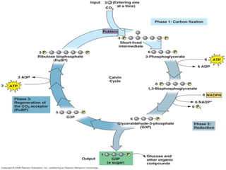 Photosynthesis 2 | PPT